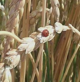 Convoitise – Gaillard Agri